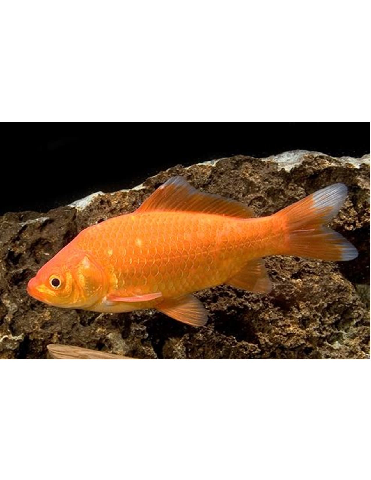 Comet Goldfish Pond