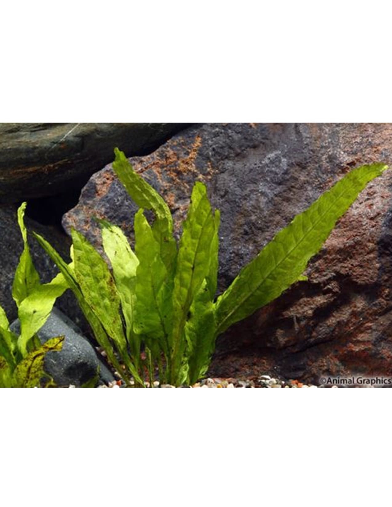Aquatic Plant Java Fern Reg Wagon Wheel