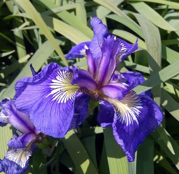 Iris setosa #1 - Arctic Iris Native Alaskan Iris - Wagon Wheel