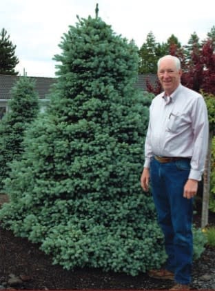 Picea pungens 'Sester Dwarf' Spruce #2 8-10 in SF - Wagon Wheel