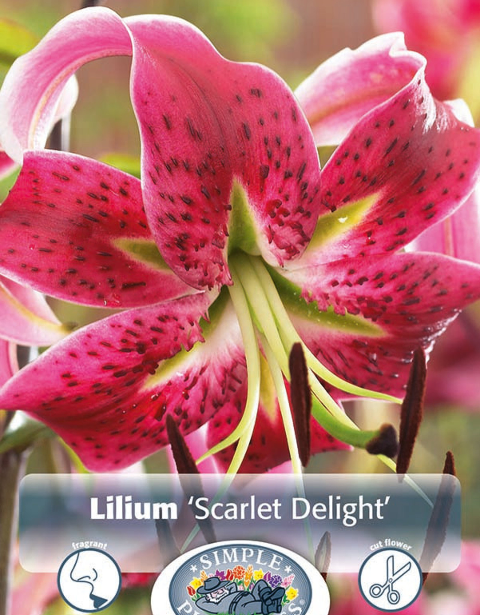 Lilium Tigrinum