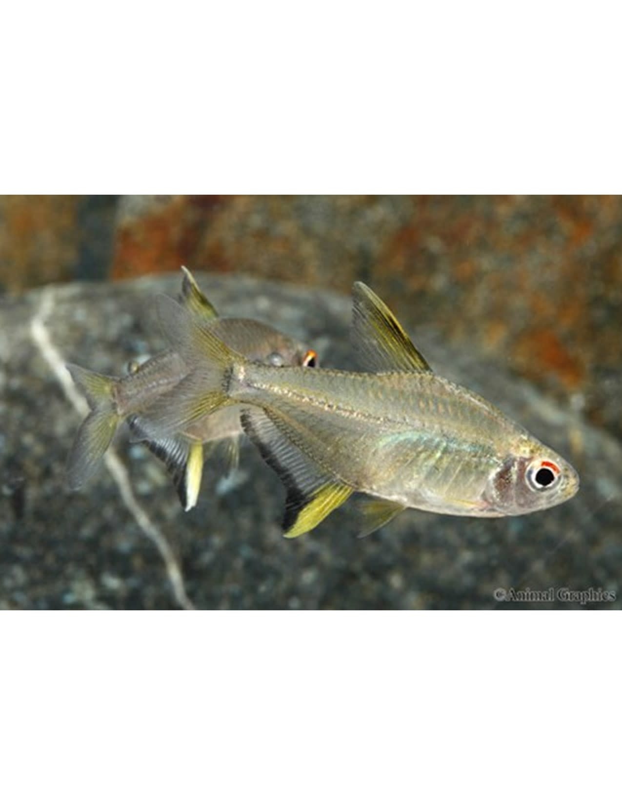 Lemon Tetra Reg - Wagon Wheel
