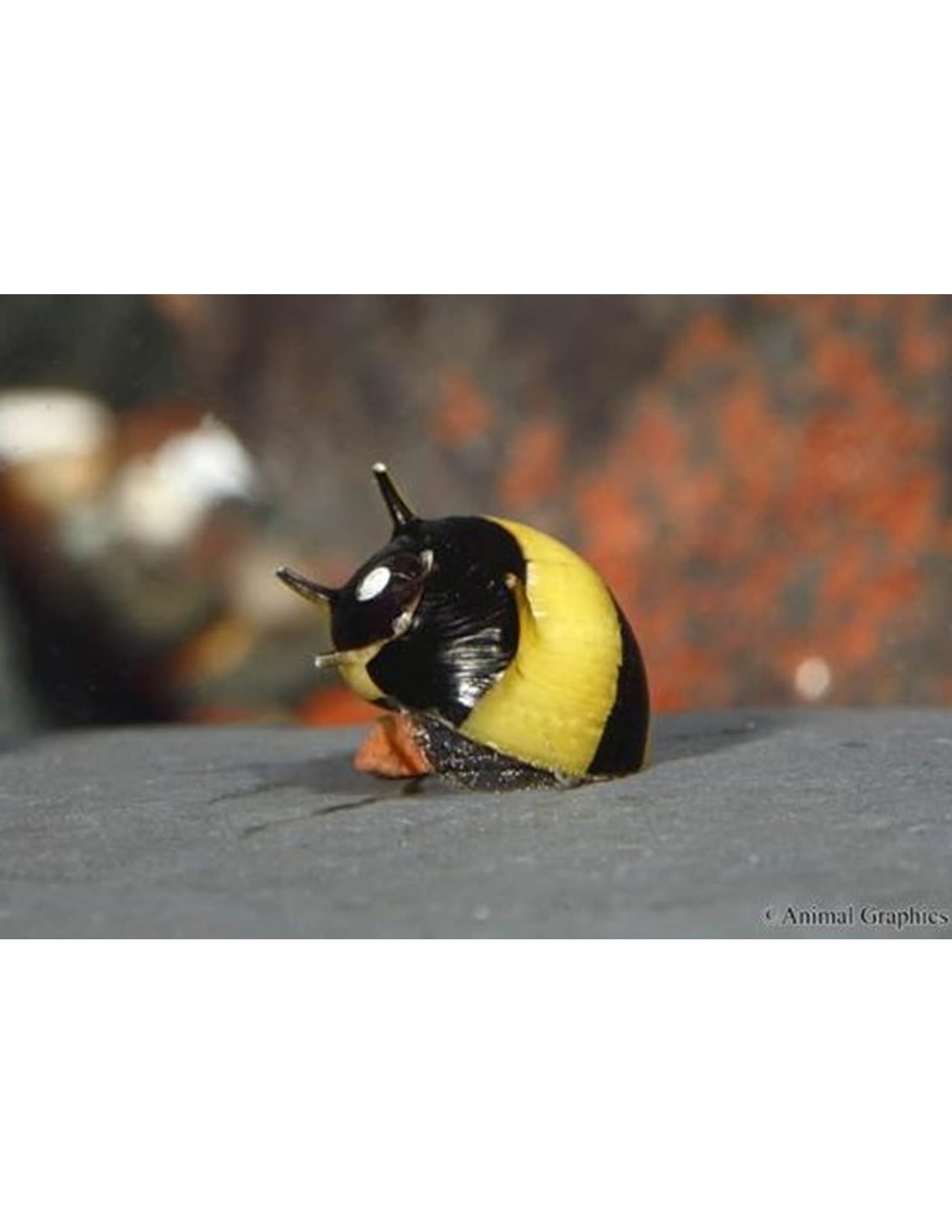 Horned Nerite Snail Reg - Wagon Wheel