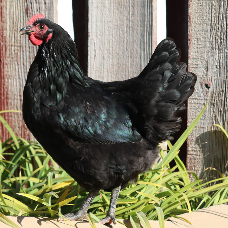 Black Australorp P 3-20-26 - Wagon Wheel