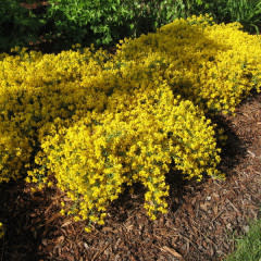 Genista Lydia #2 Lydia Broom - Wagon Wheel