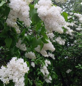 Shrub and Tree - Wagon Wheel