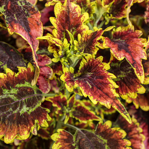 Coleus ColorBlaze® El Brighto 4 in PW Plectranthus - Wagon Wheel