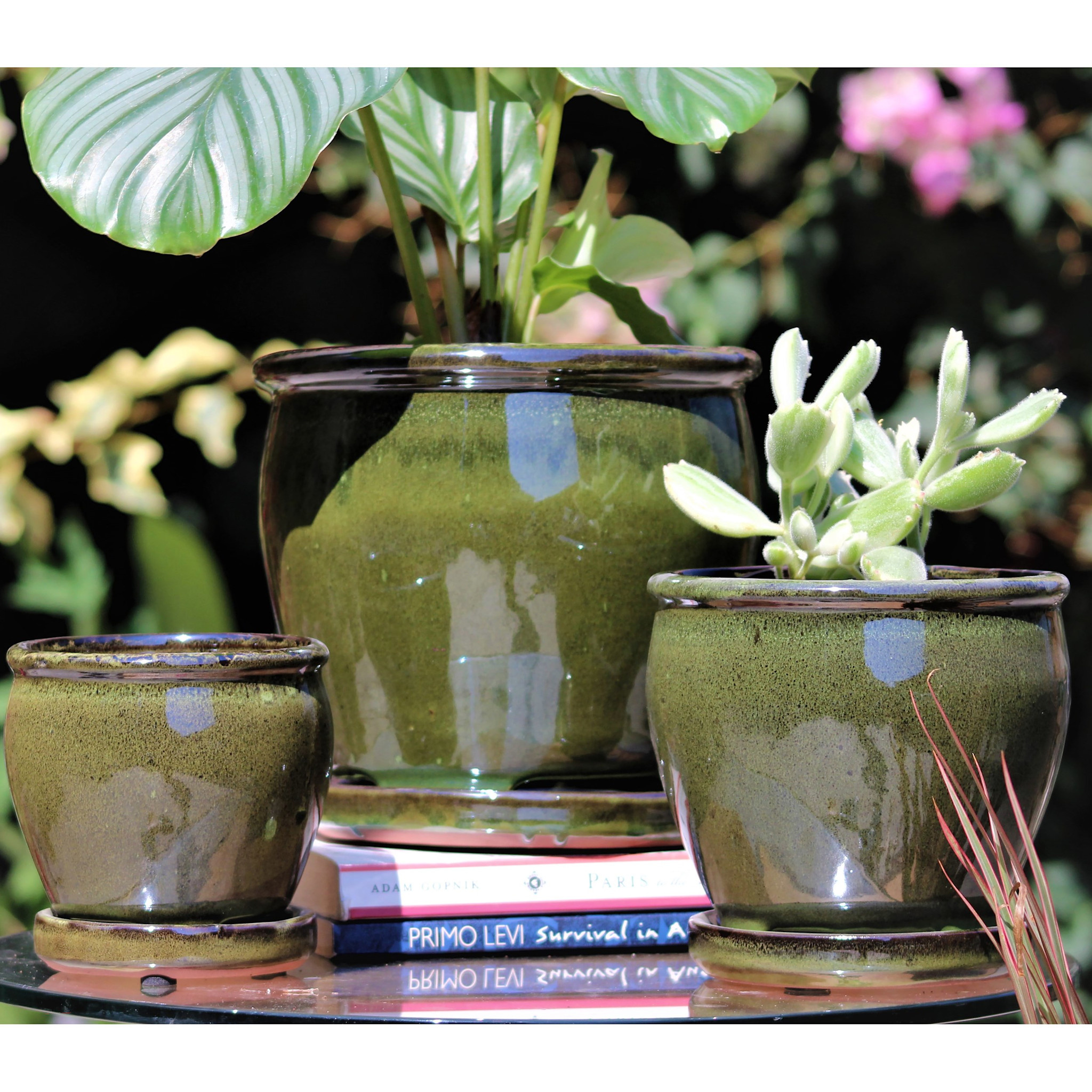 Pacific Home & Garden Verandah Butter Cup Pots - 4.5in Diam x 4.5in H ...