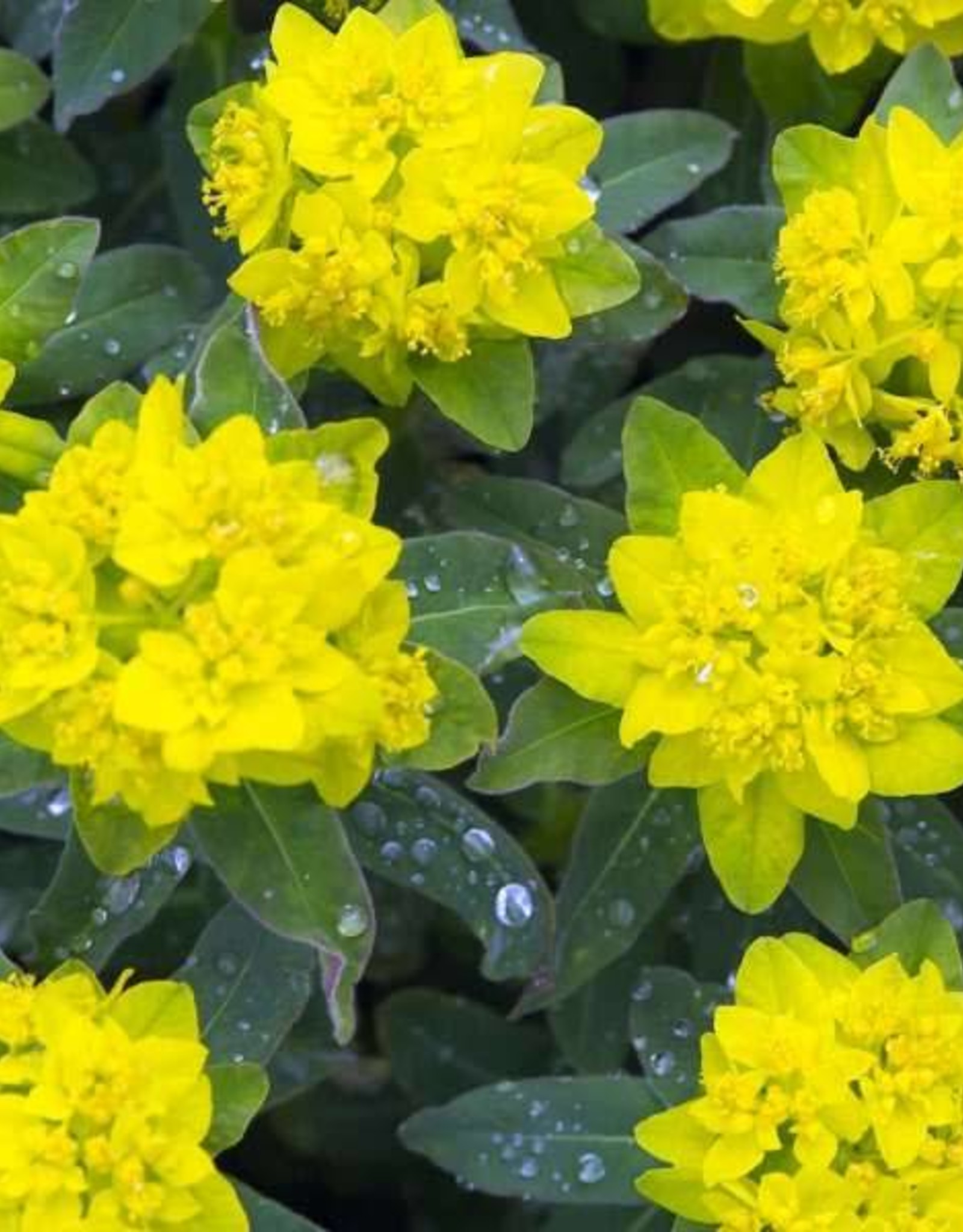 Euphorbia polychroma 5.5in - Wagon Wheel