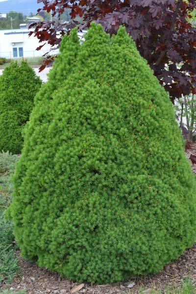Picea glauca 'Conica' #5 Super pot- Dwarf Alberta Spruce SF - Wagon Wheel