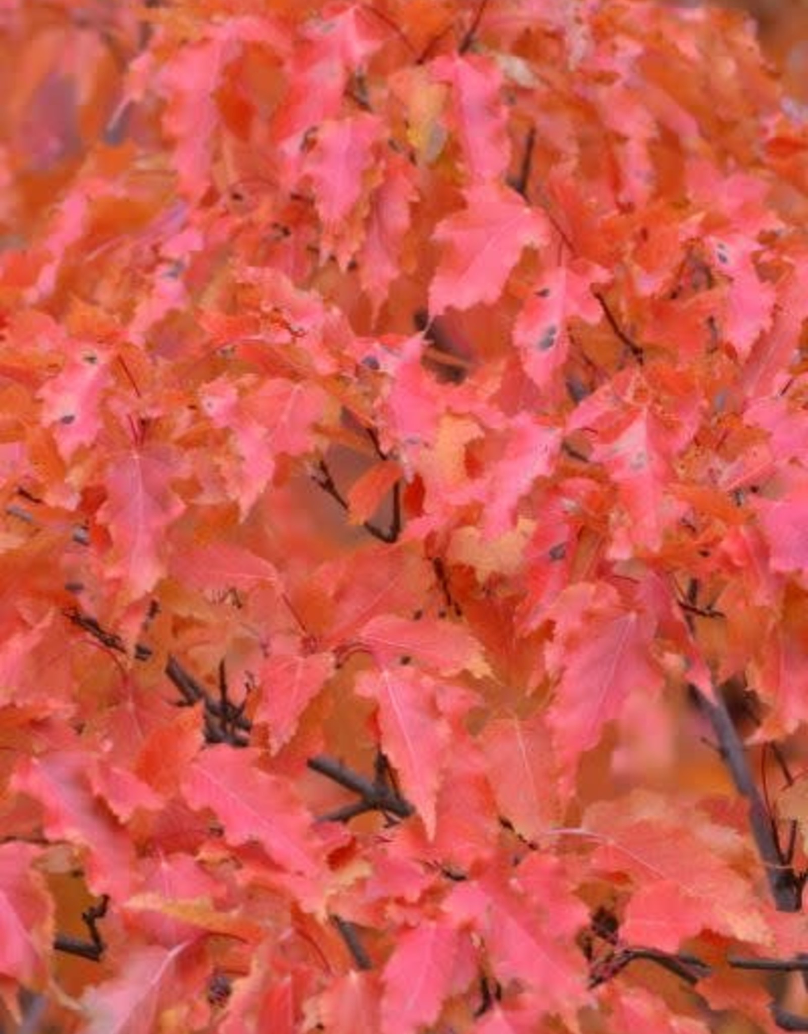 Acer ginnala #2 Shrub- Amur Maple - Wagon Wheel