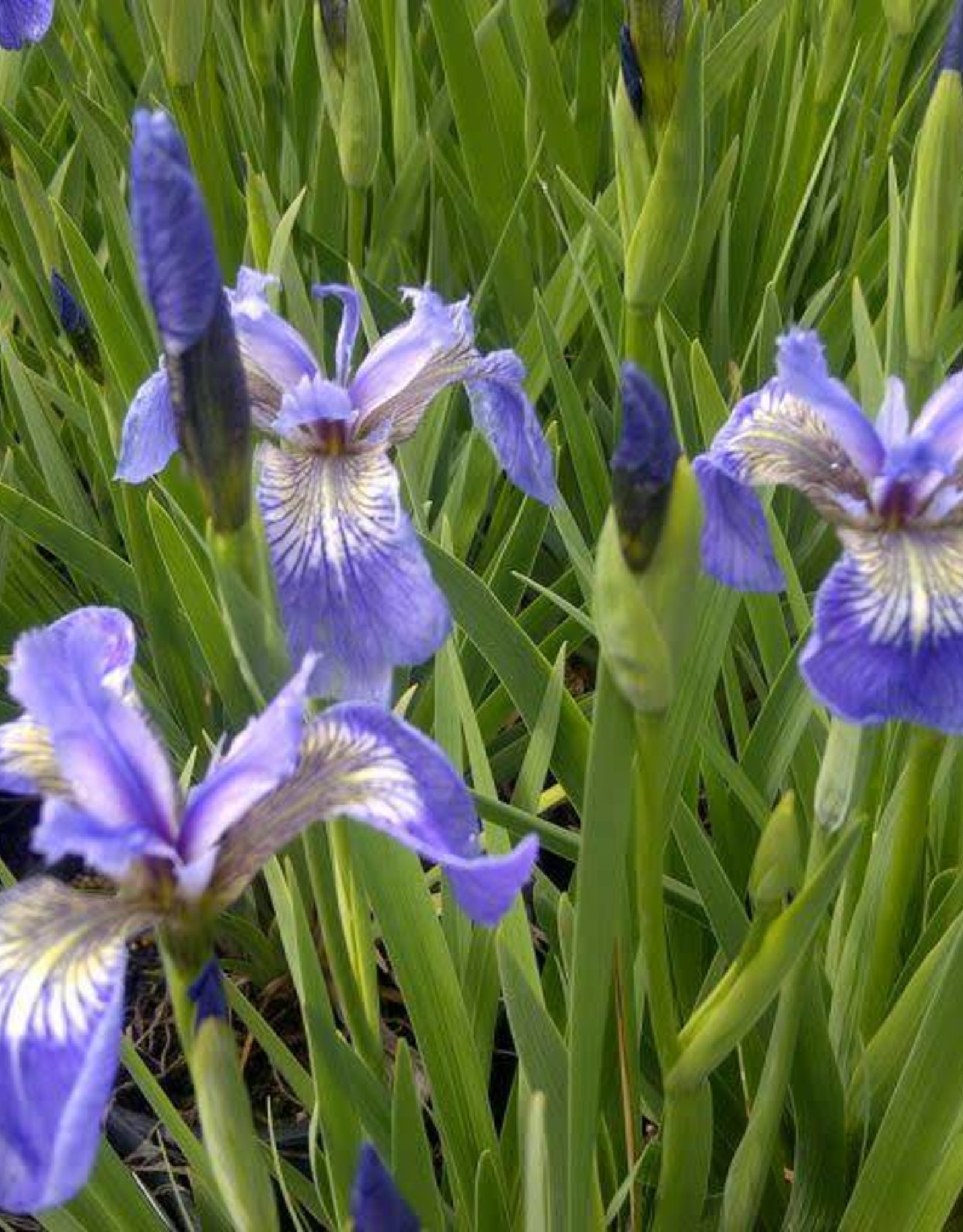 Iris setosa var. arctica #1 - Wagon Wheel