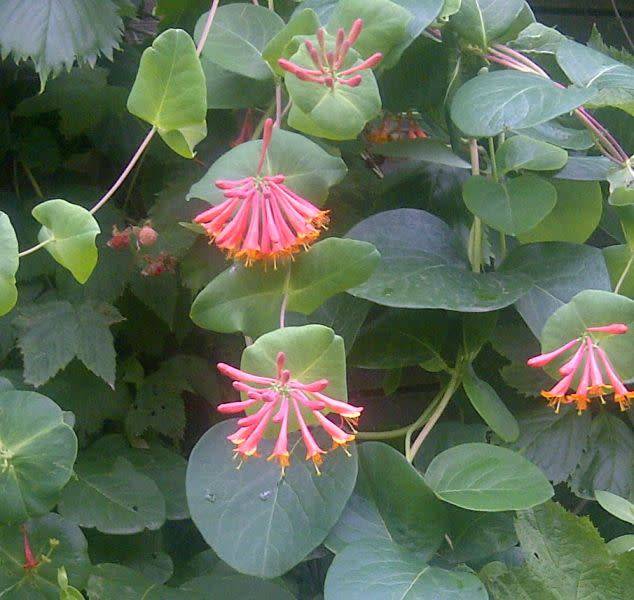 Lonicera x brownii 'Dropmore Scarlet' #1 Honeysuckle vine - Wagon Wheel