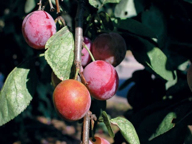Prunus americana 'Waneta' #5 Plum - Wagon Wheel