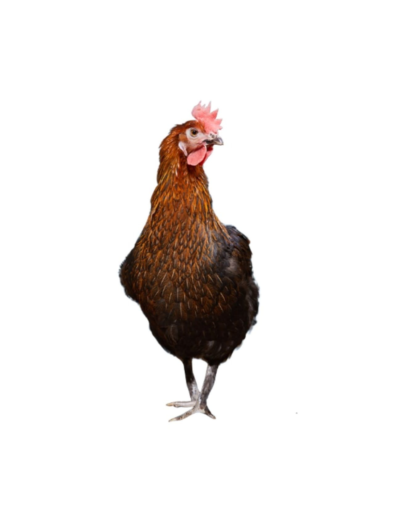 Mocha Maran Chick P 3-20-26 - Wagon Wheel