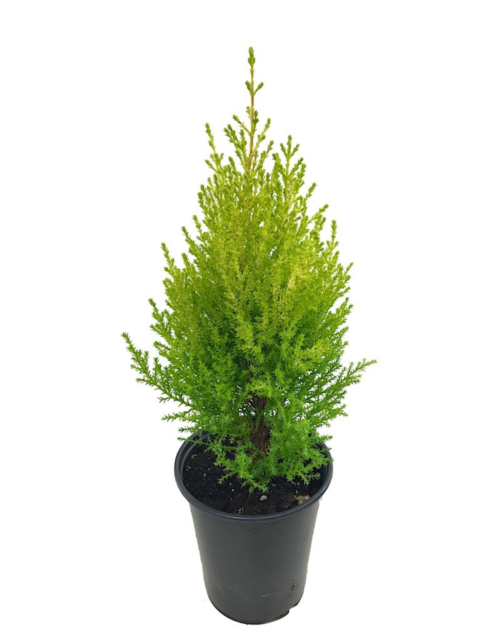 Banana Tree You Garden 3 X Cupressus Conifer Macrocarpa Goldcrest Tree ...