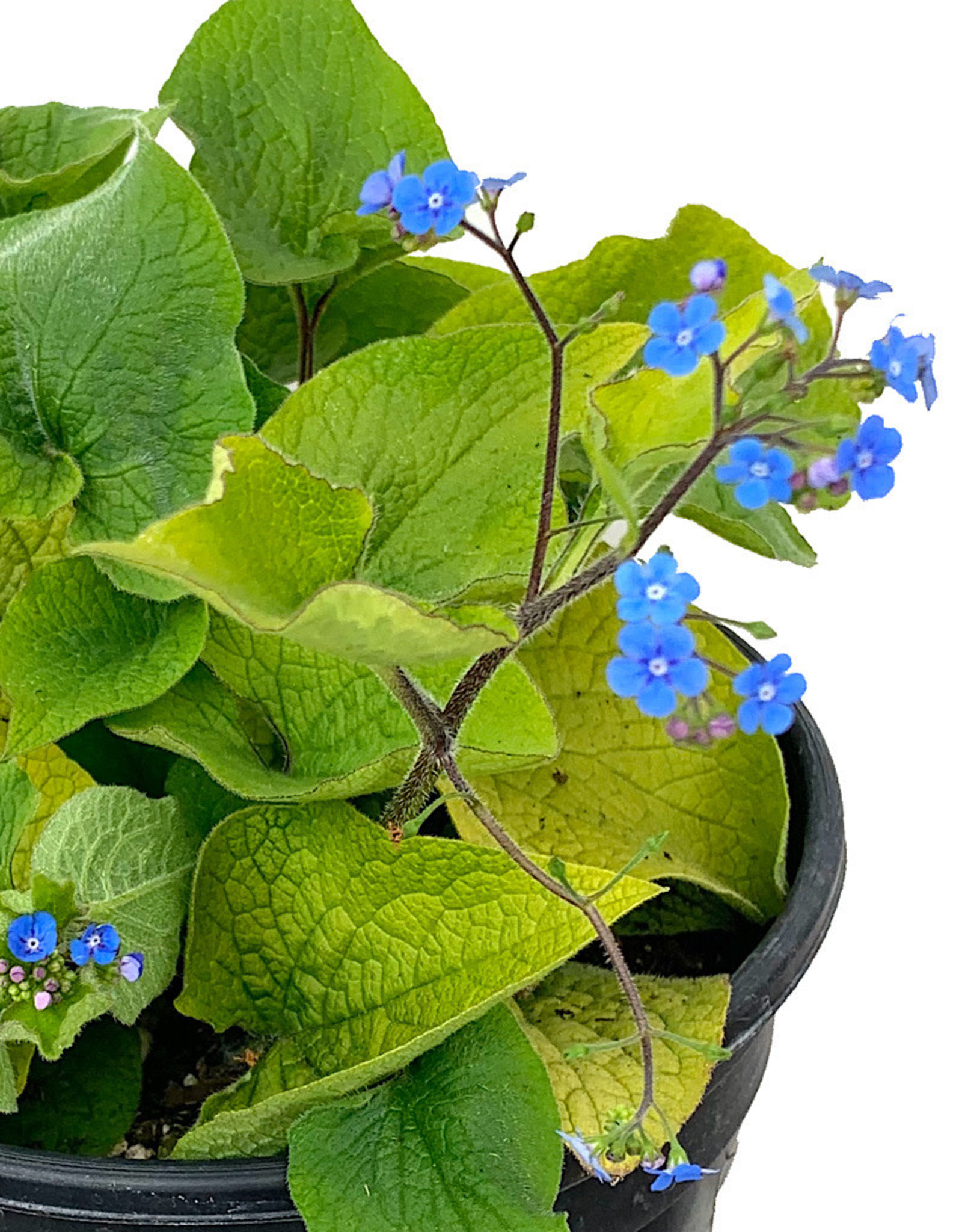 Brunnera Macrophylla