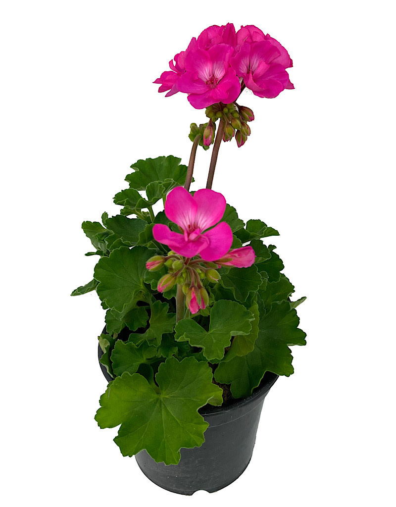 Geranium Zonal 'Fantasia Appleblossom' 5 Inch - The Garden Corner