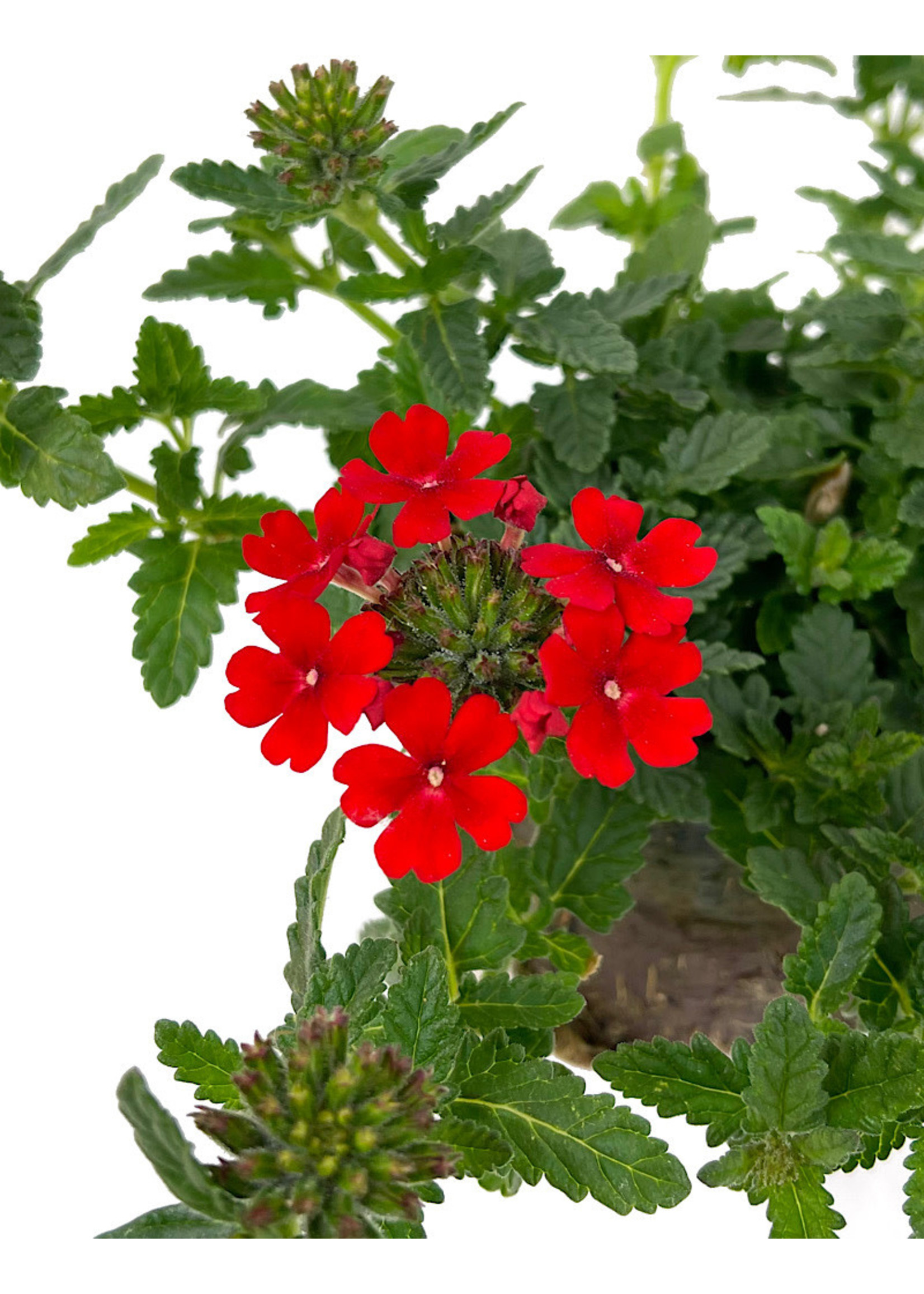 Verbena 'Firehouse Red’ 4 Inch - The Garden Corner
