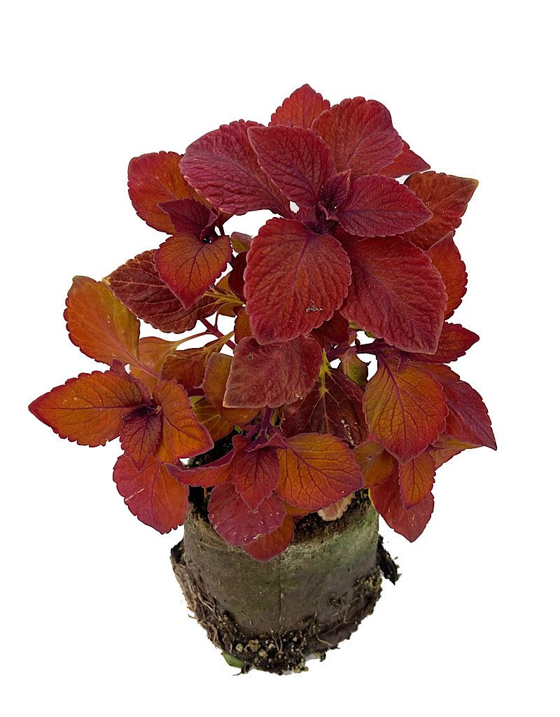 Coleus 'Campfire' 4 Inch - The Garden Corner