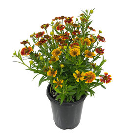 The Garden Corner - The Garden Corner