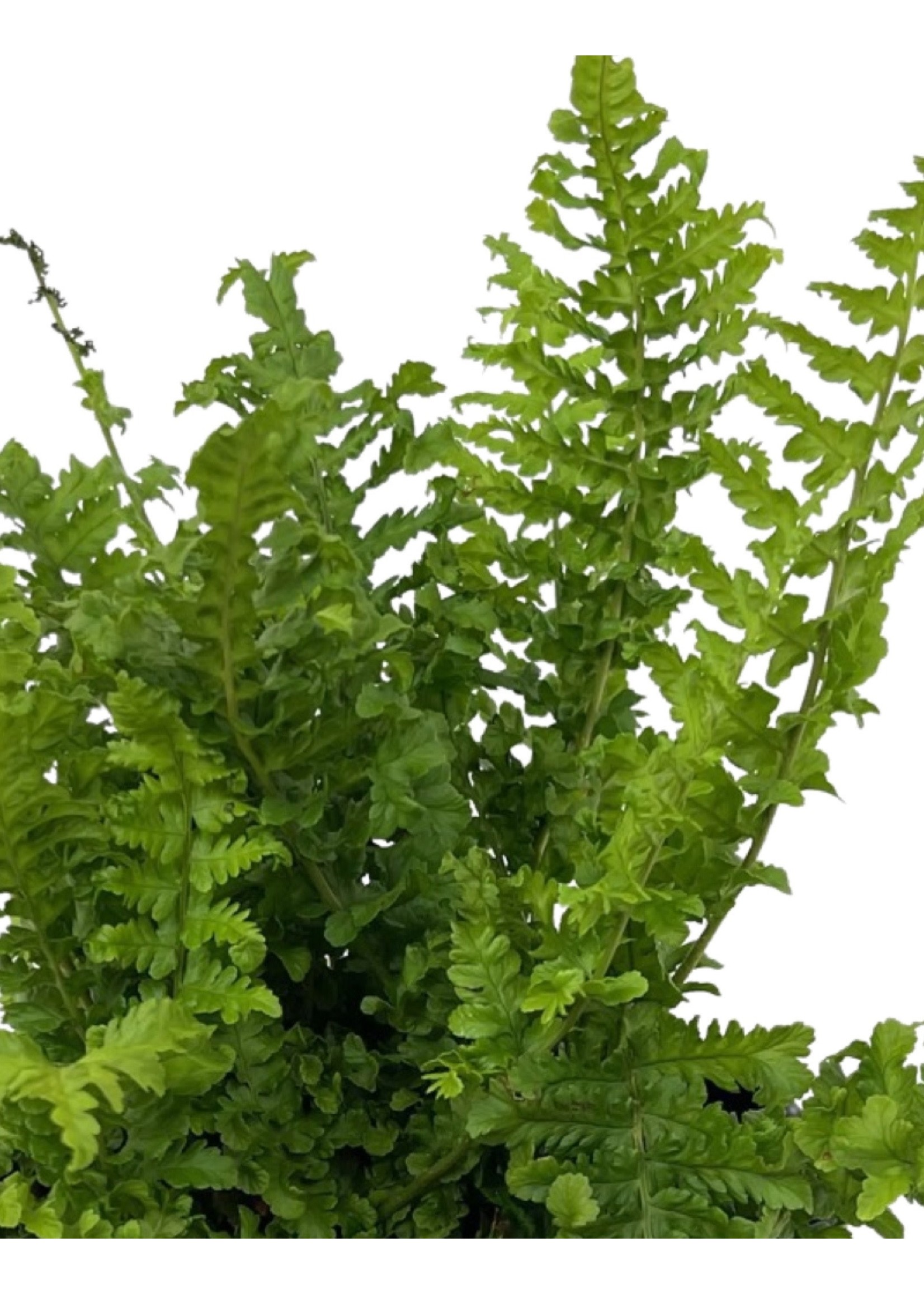 Dryopteris felix mas 'Male Fern' 1 Gallon - The Garden Corner