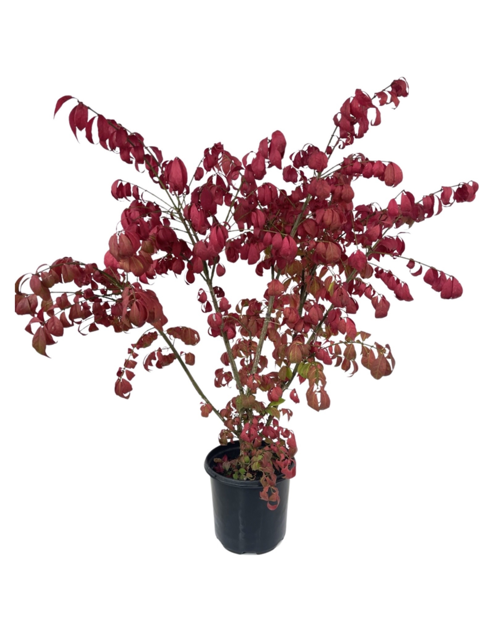 Euonymus alatus 'Compacta' 1 Gallon - The Garden Corner