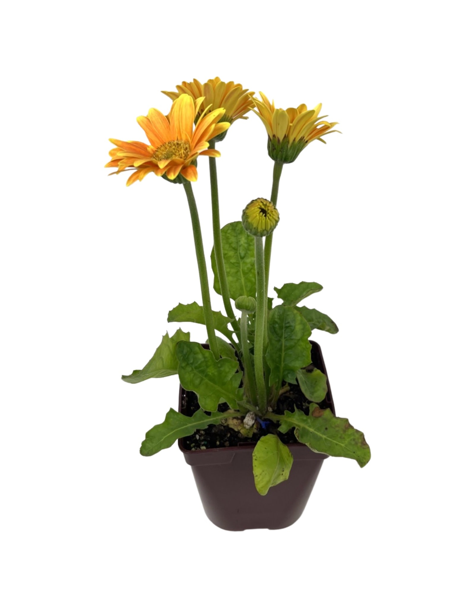 Gerbera garvinea 'Sweet Caroline' Quart - The Garden Corner