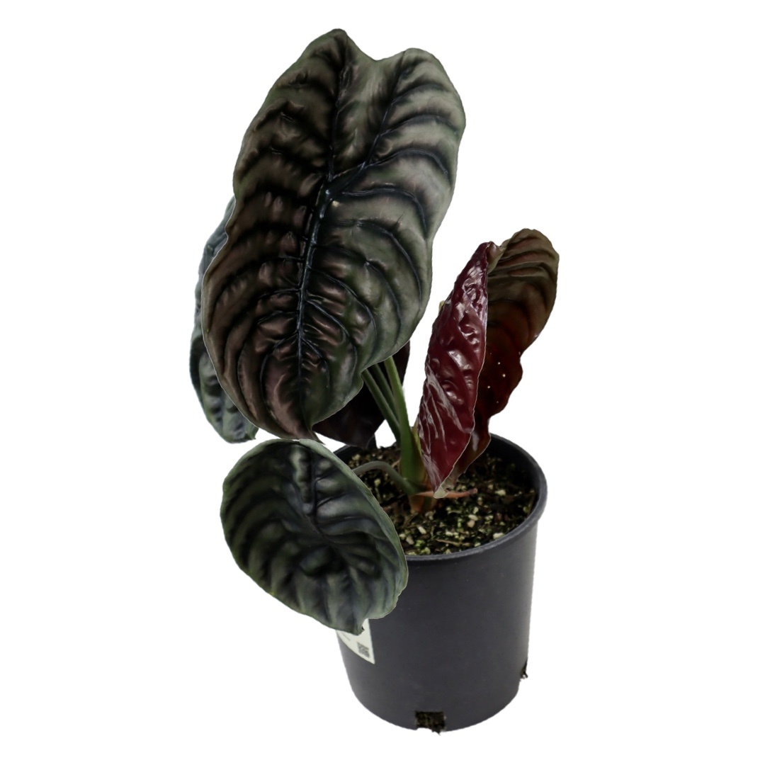 Alocasia cuprea 'Red Secret' - The Garden Corner