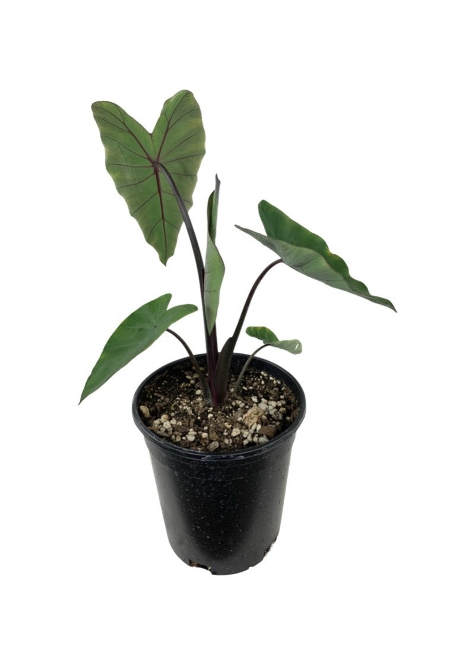 Colocasia 'Violet Stem' 1 Gallon