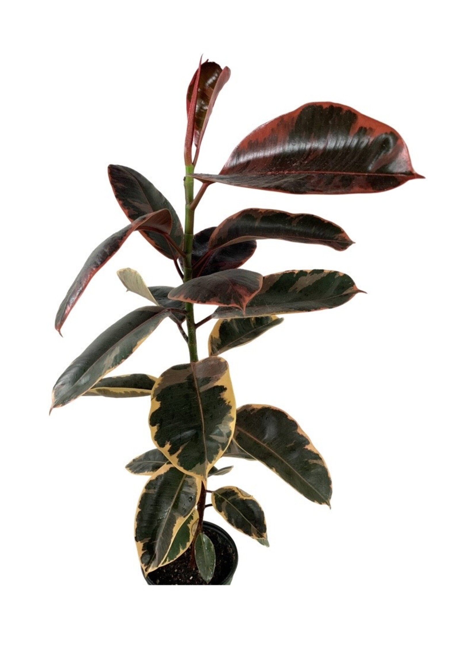 Ficus elastica 'Ruby' 6 Inch - The Garden Corner