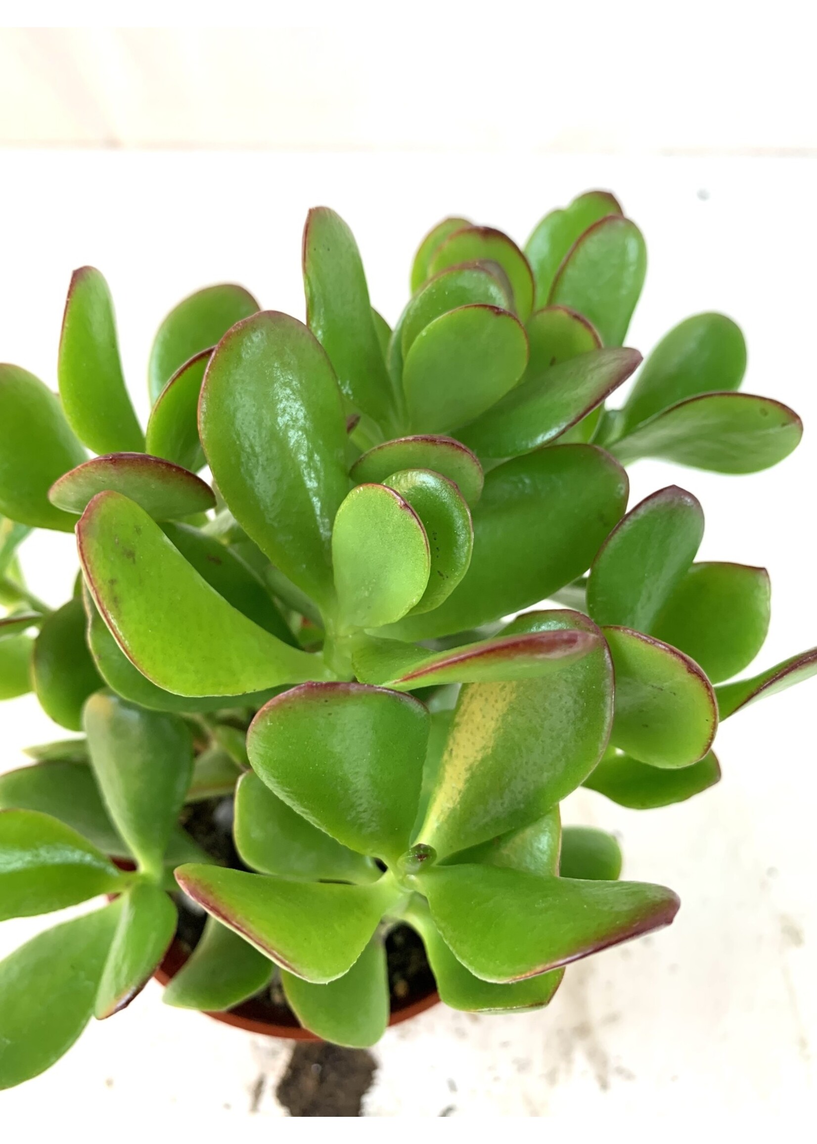Crassula ovata 4 Inch - The Garden Corner