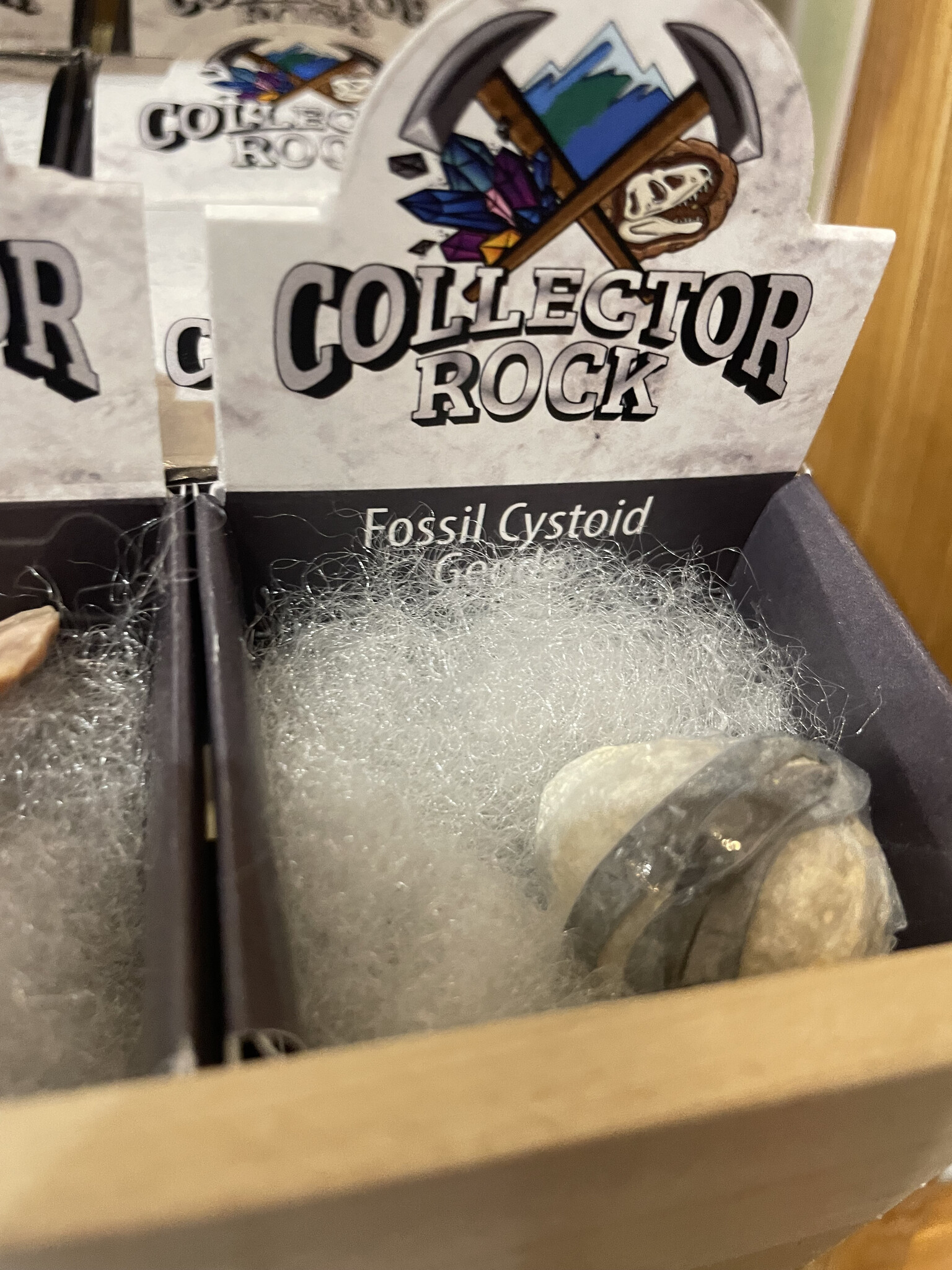 Rock/Mineral Collector Box - Fossil Cystoid Geode - Pow Science LLC