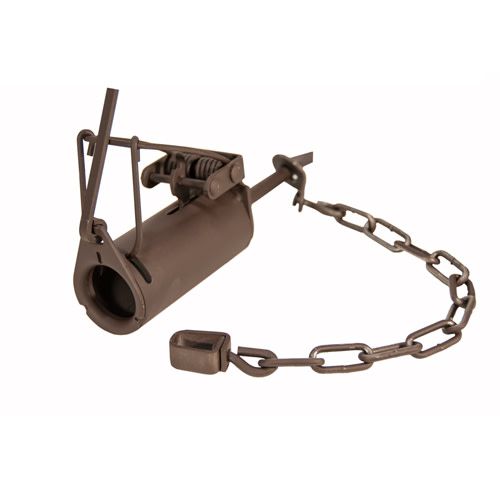 Coon In Dp Coon Trap