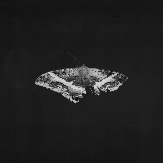 Lamar, Kendrick: To Pimp A Butterfly (10 Anniversary) LP - Listen Records