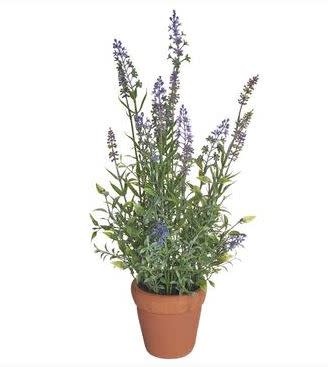 20" Garden Lavender in Clay Pot I Shop Arrangements I FAST SHIPPING ...