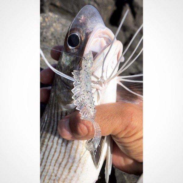 Campania Lures - Csige Tackle: Pacific Rim Fishing
