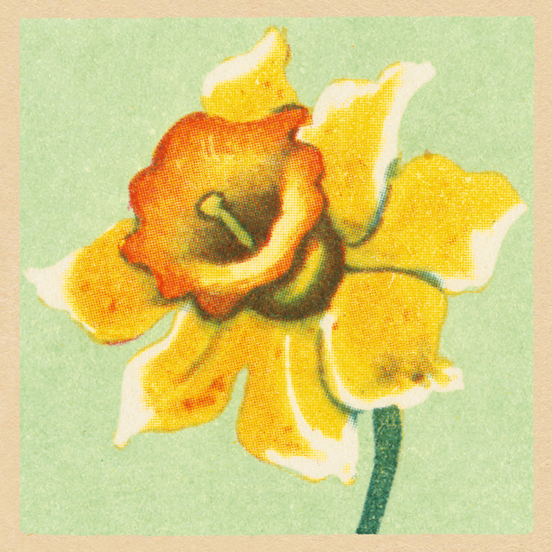 Art Press Golden Daffodil Easter Card - British Isles
