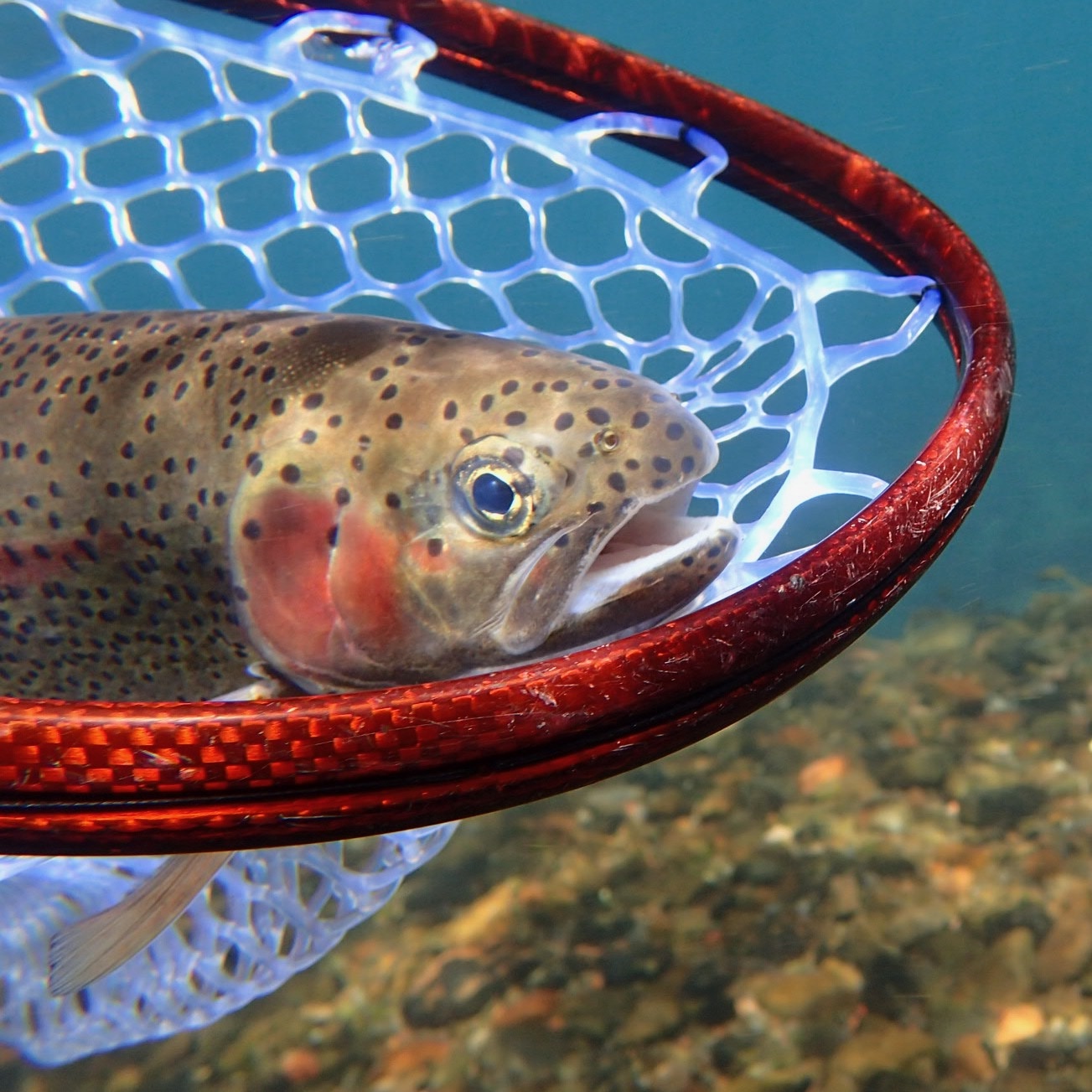 Latest Fly Fishing News and Reports - Winter Trout - Royal Treatment ...