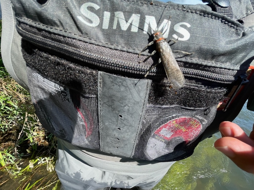 Latest Fly Fishing News and Reports - Big Bugs and High Water - Royal ...