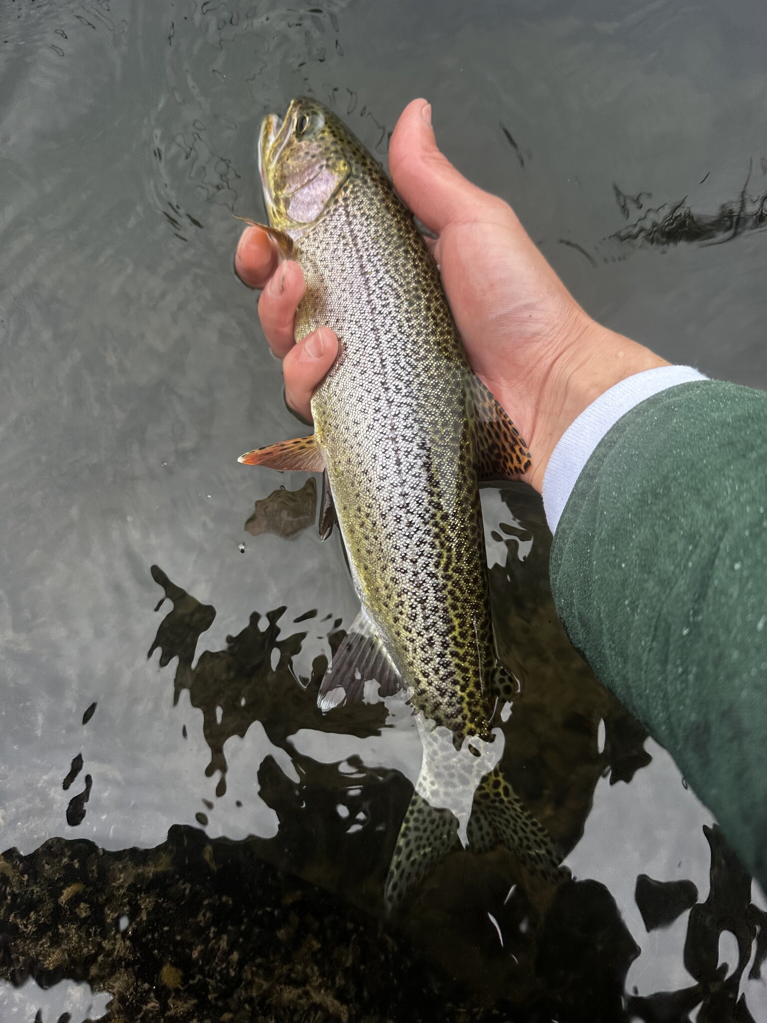 Latest Fly Fishing News and Reports - Don't Forget the Cellphone and ...