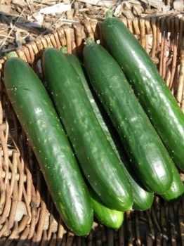 Concombre libanais 3.5po - Signé Garneau