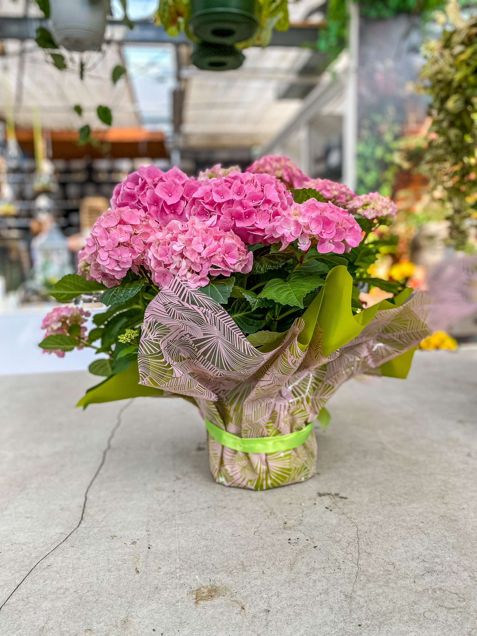 Hydrangea rose 6 po - Signé Garneau