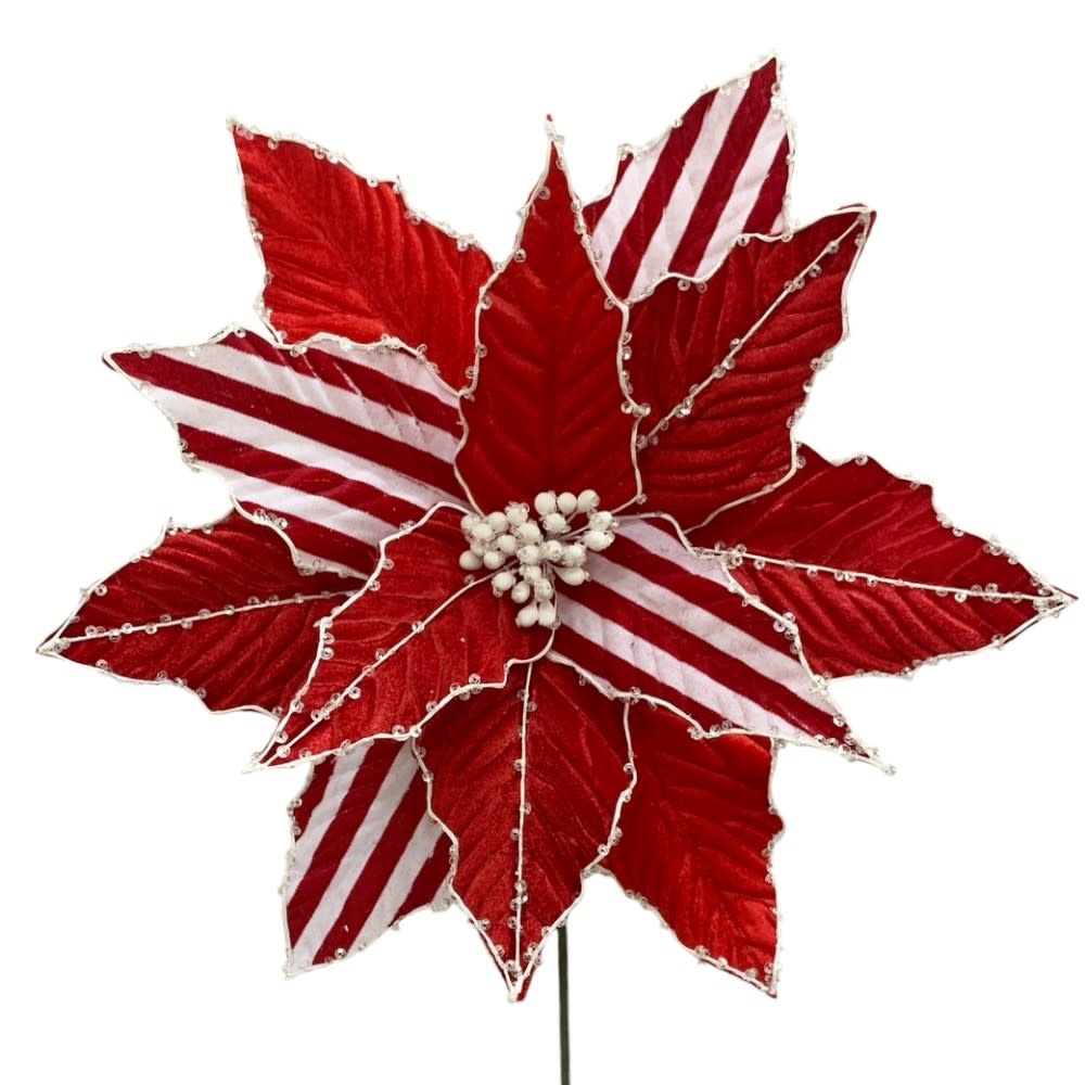Fleur de poinsettia rayée rouge et blanche | Traditionnelle - Signé Garneau