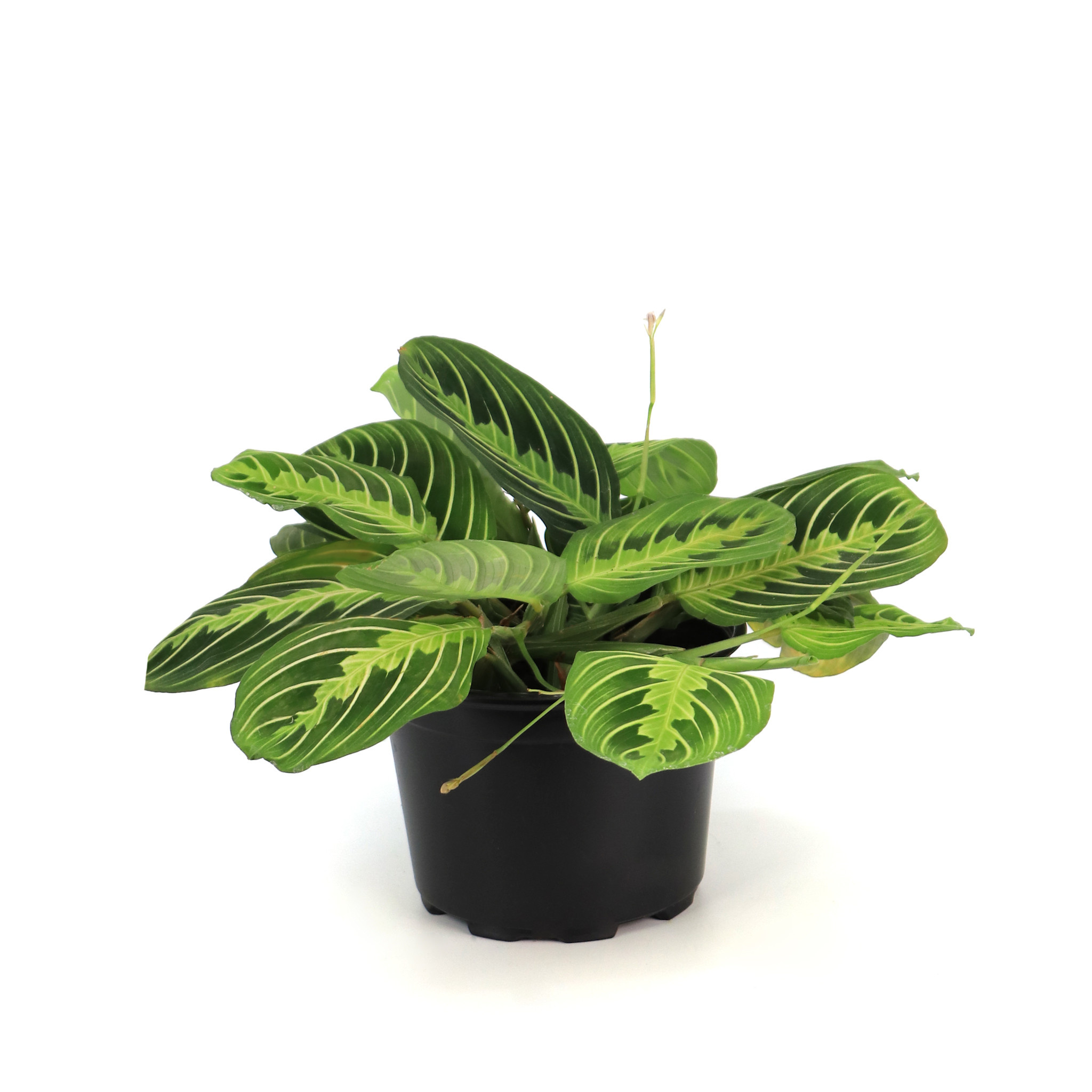 Marantha Lime 6 po | Boutique Signé Garneau - Signé Garneau