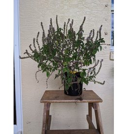 Nursery Plants - ECHO Bookstore and Nursery