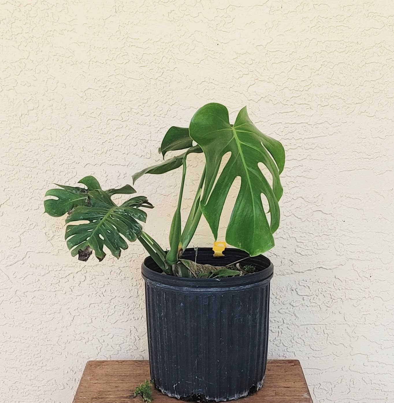 Monstera - ECHO Book and Gift Store and Nursery