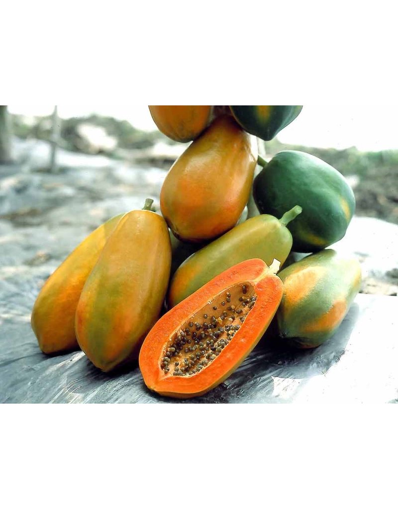 Red Lady Papaya Seed Packet - ECHO Bookstore and Nursery