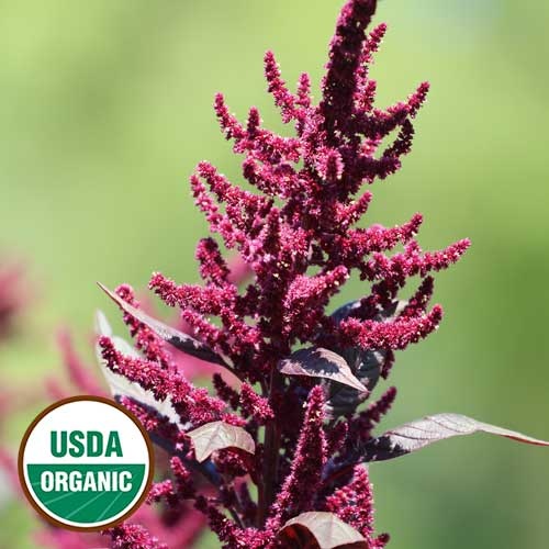 Amaranth, Hopi Red Dye - ECHO Book and Gift Store and Nursery