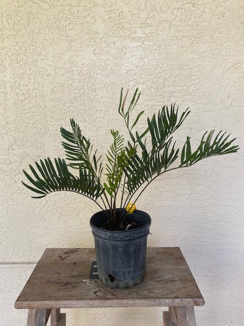 Coontie - ECHO Book and Gift Store and Nursery